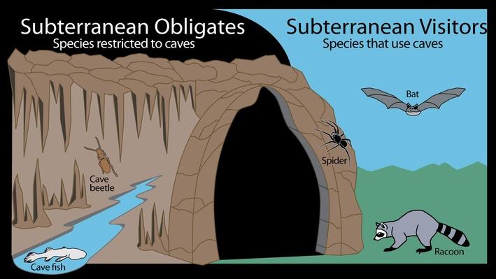 Caves Species and Karst Landscapes | Science | Interactive | PBS ...