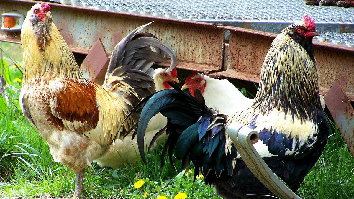 Chicken | KET Image Bank | Grades 6-8, 9-12 Science Teaching and Lesson ...