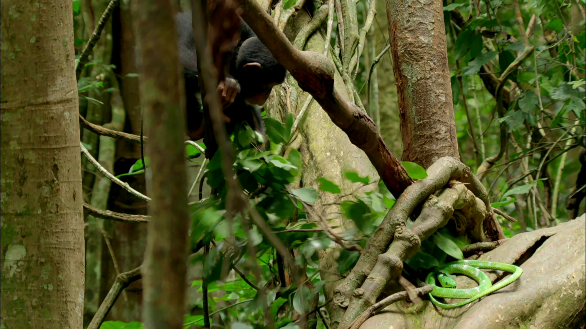 Information Processing A Chimpanzee Identifies Threats Pbs Learningmedia
