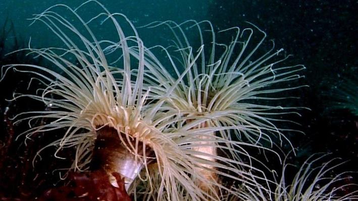 The Shape of Life | Cnidarians: Anemone Swims Away from Sea Star ...