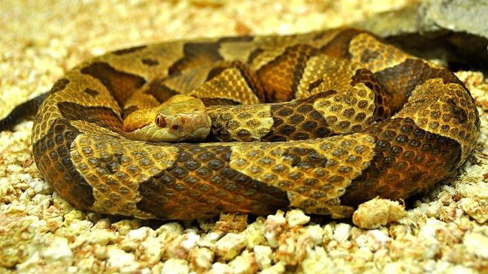 Copperhead Snake | KET Image Bank | Science | Media Gallery | PBS ...