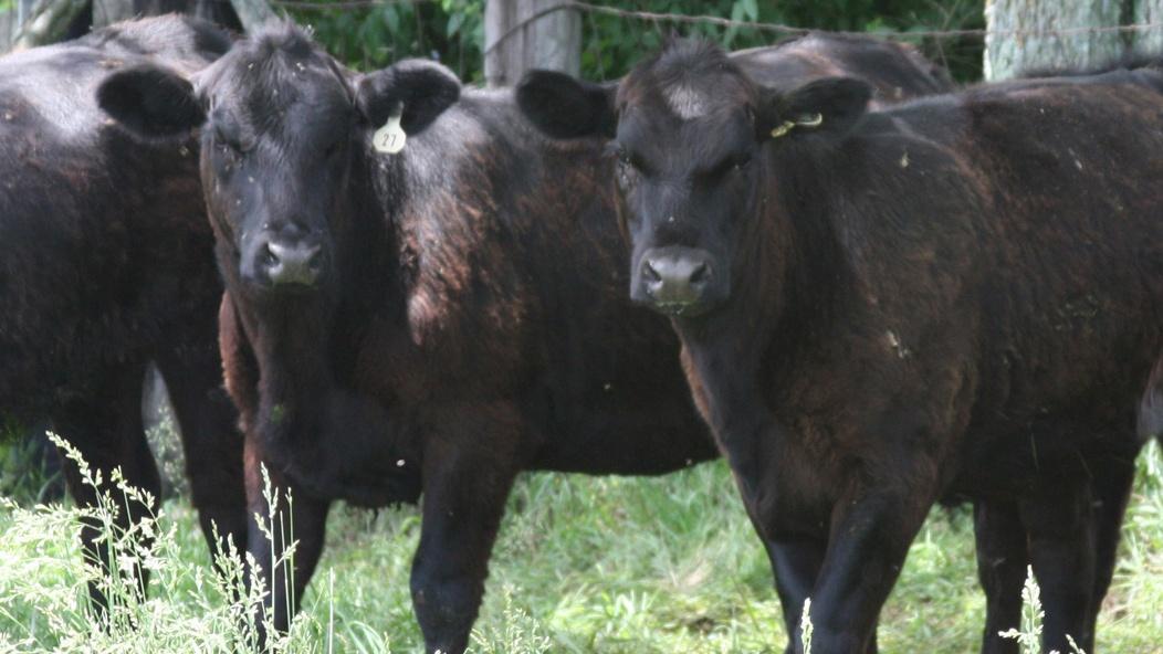 Cow | KET Image Bank | PBS LearningMedia