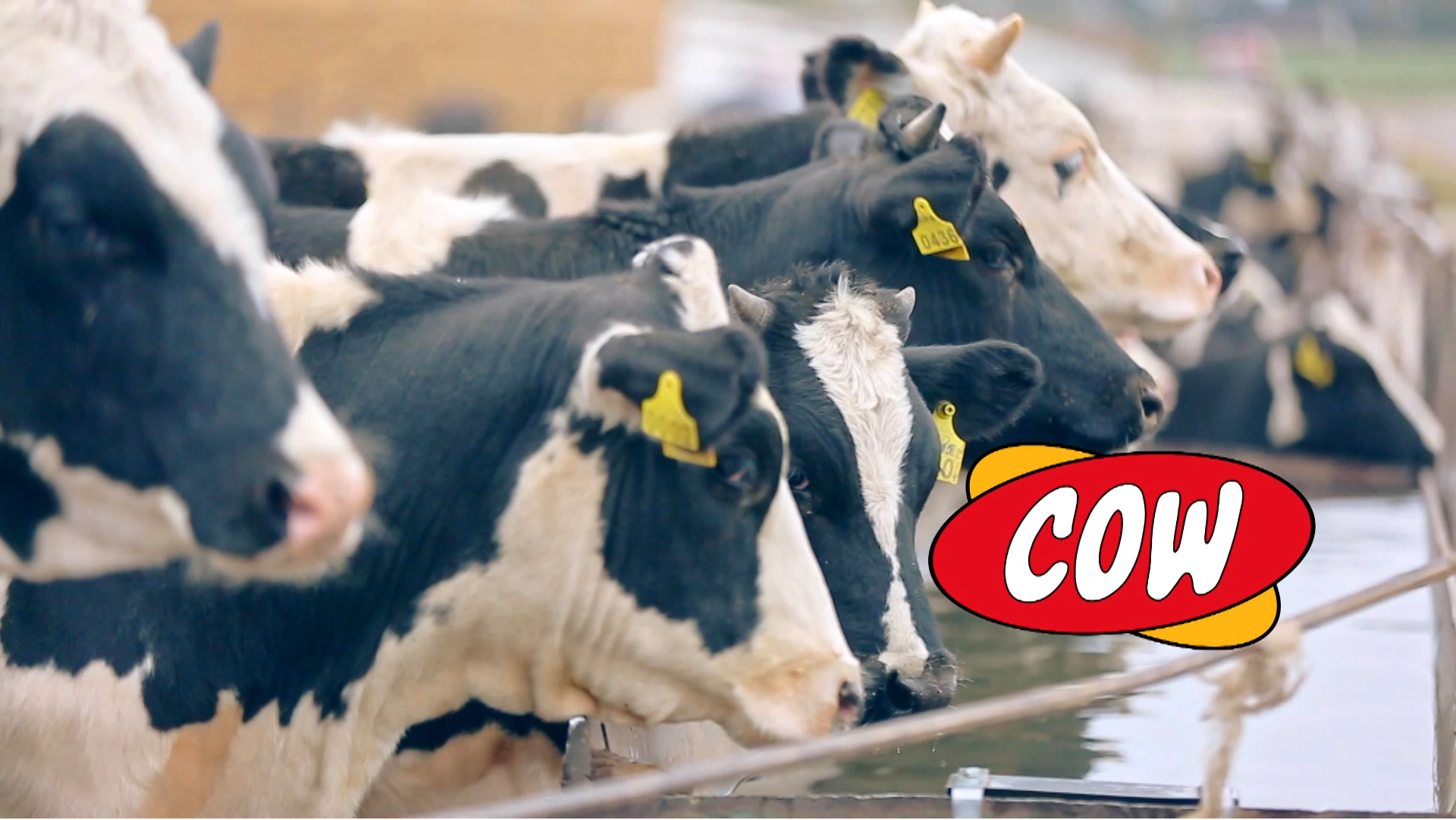 Down on the Farm: Cow | Cartoon Academy | PBS LearningMedia