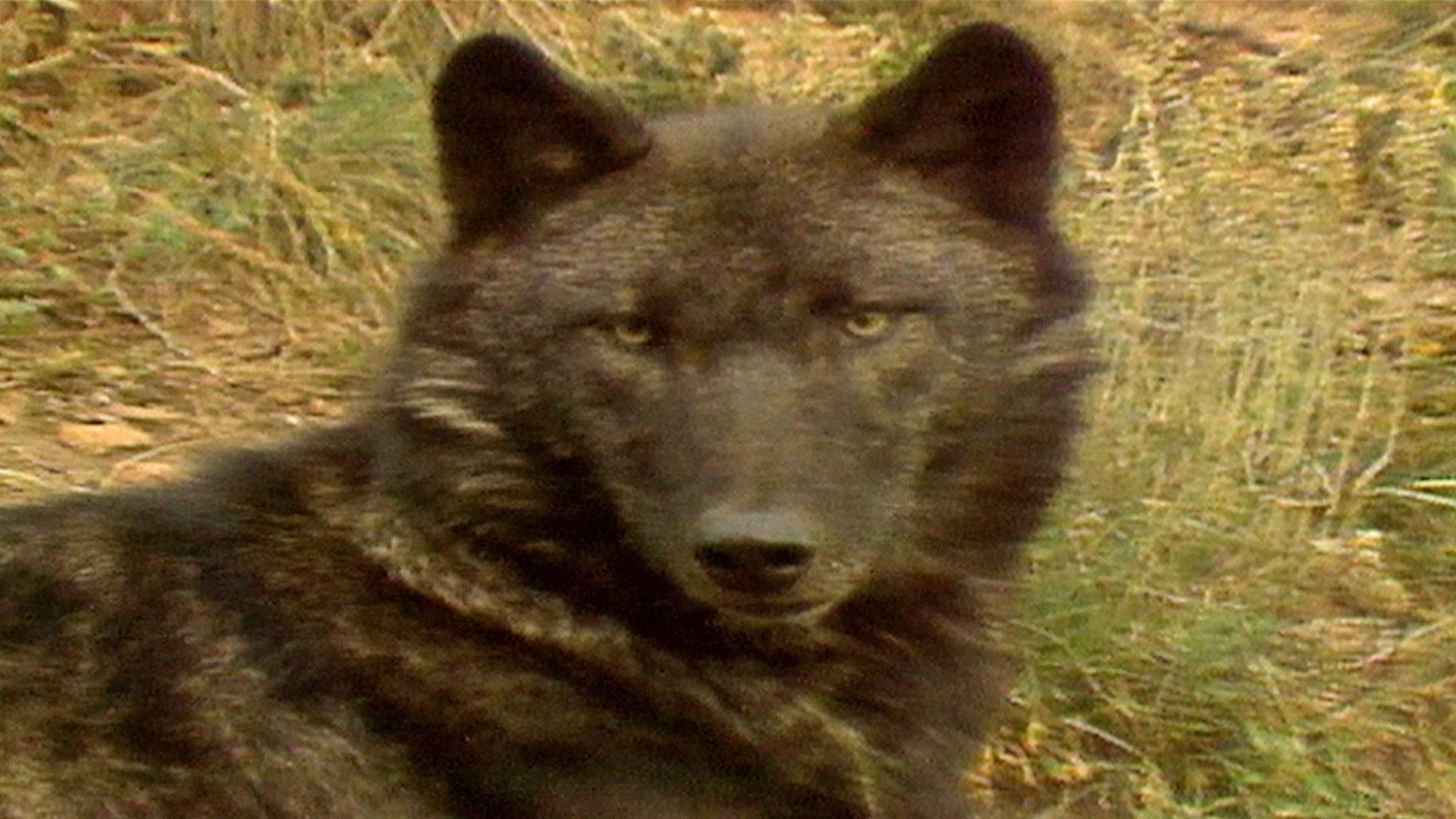 Predators | Science Trek | PBS LearningMedia