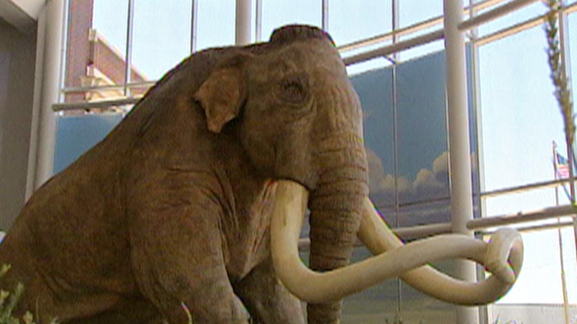 Mammoths | Science Trek | PBS LearningMedia