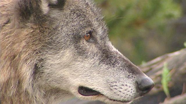 Wolves | Science Trek | PBS LearningMedia