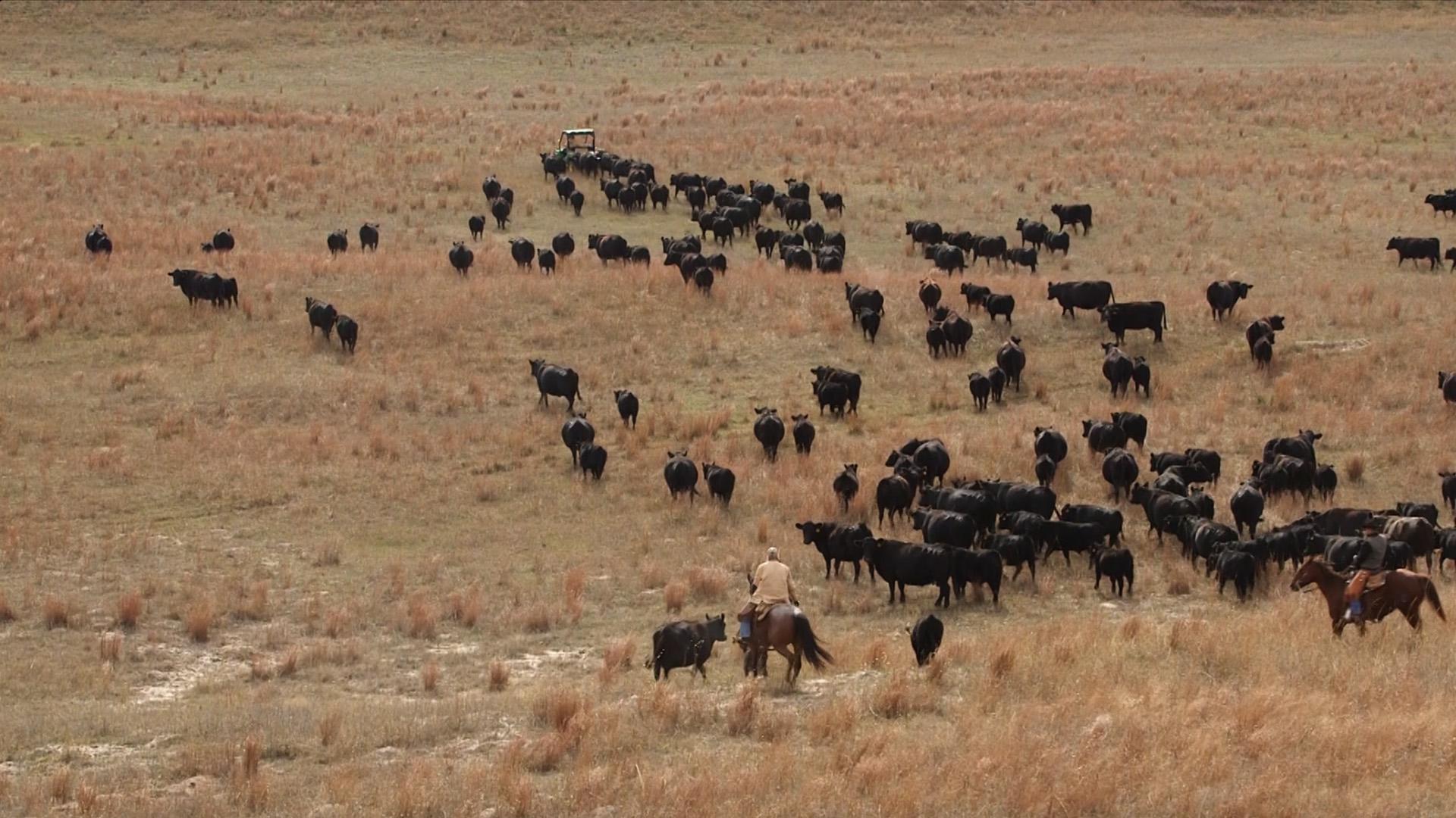 Ranching in the Sandhills: A Day on the Switzer Ranch | Platte Basin ...