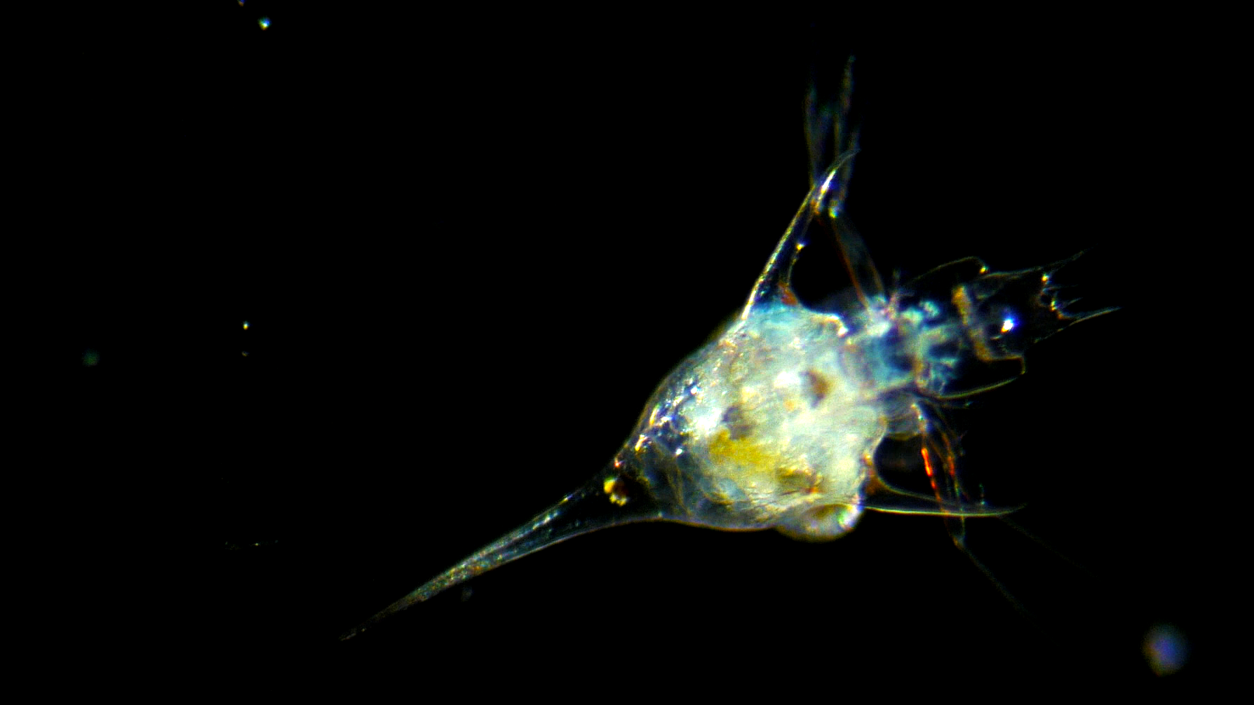 From Drifter to Dynamo: The Story of Plankton | Deep Look | PBS ...