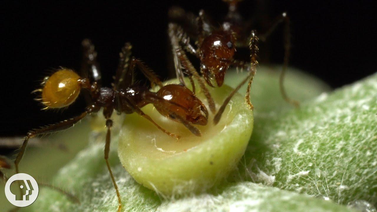 The Double-Crossing Ants | Deep Look | PBS LearningMedia