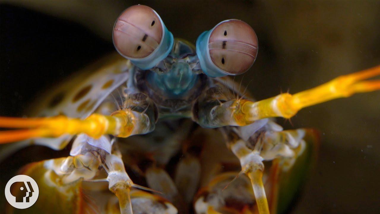 The Snail-Smashing Mantis Shrimp | Deep Look | PBS LearningMedia