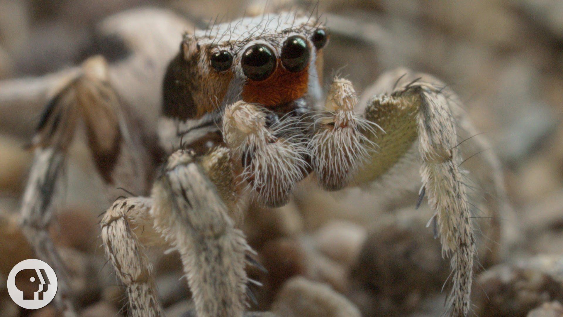 For These Tiny Spiders, It's Sing or Get Served | Deep Look | PBS ...
