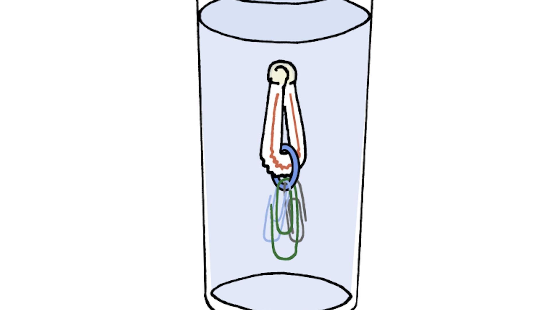 Deep Sea Diver: SciGirls | Activity | PBS LearningMedia