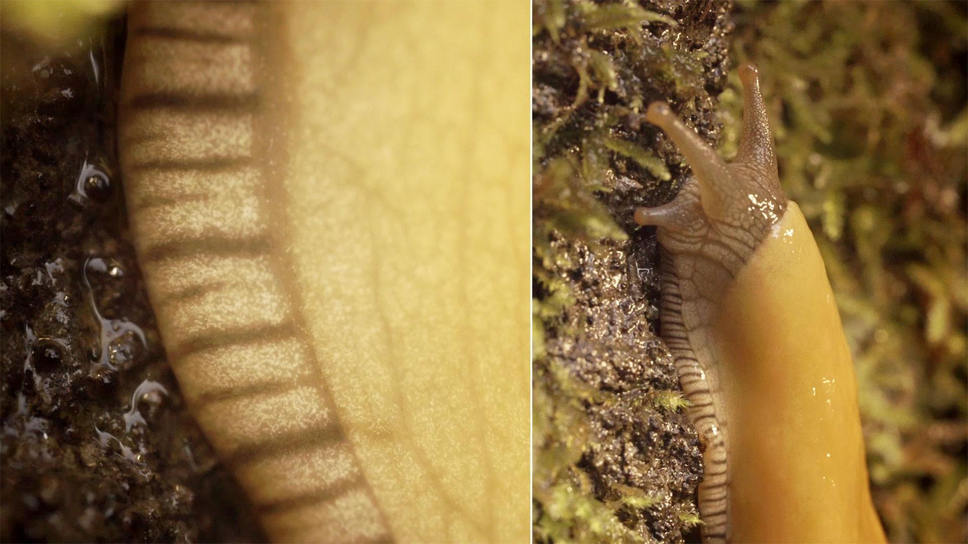 Banana Slugs: Secret of the Slime | Deep Look | PBS LearningMedia