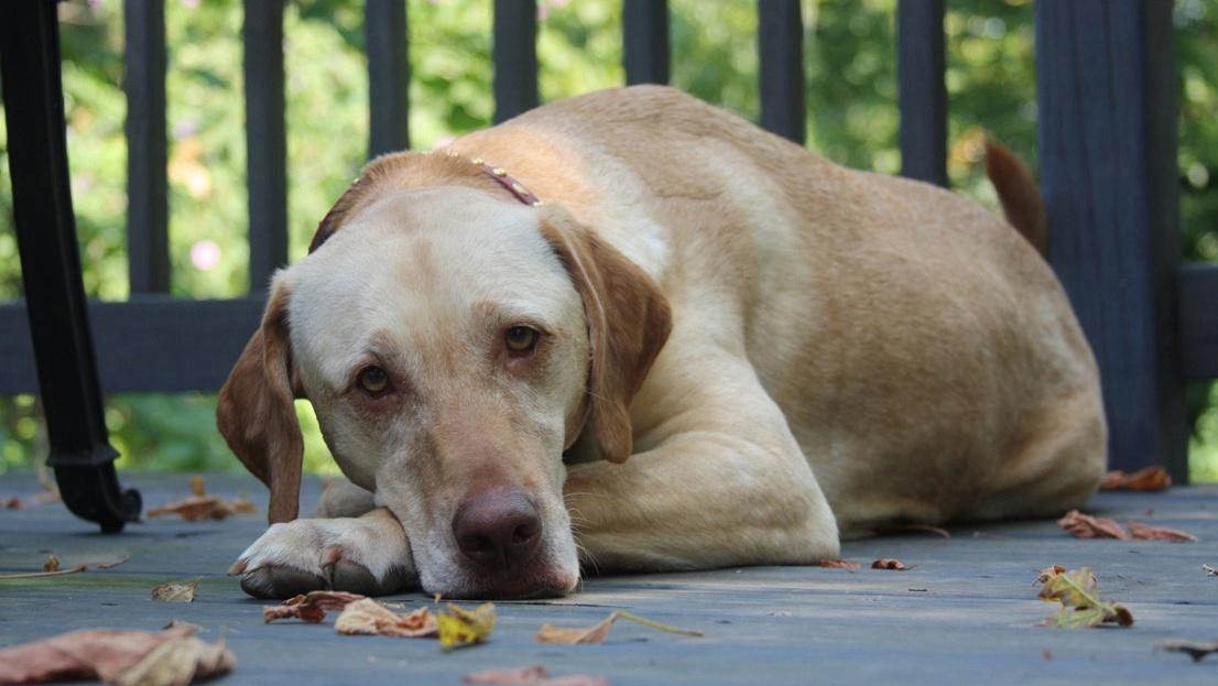 Dog | KET Image Bank | PBS LearningMedia