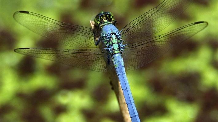 Dragonflies in Kentucky | Kentucky Life | Science | Video | PBS ...