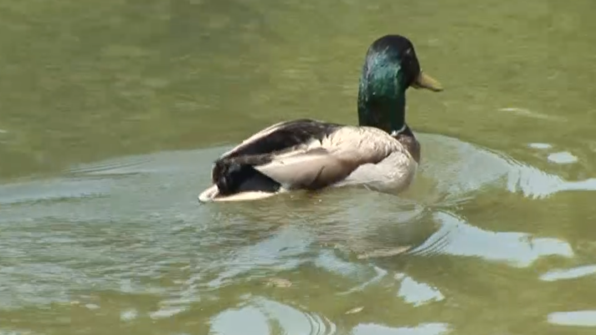 Indian Pride | Advocacy | Part 3 | PBS LearningMedia