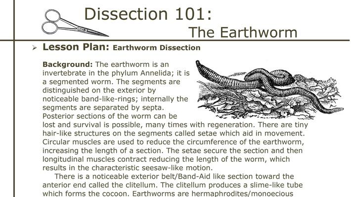 Clam Worm Dissection
