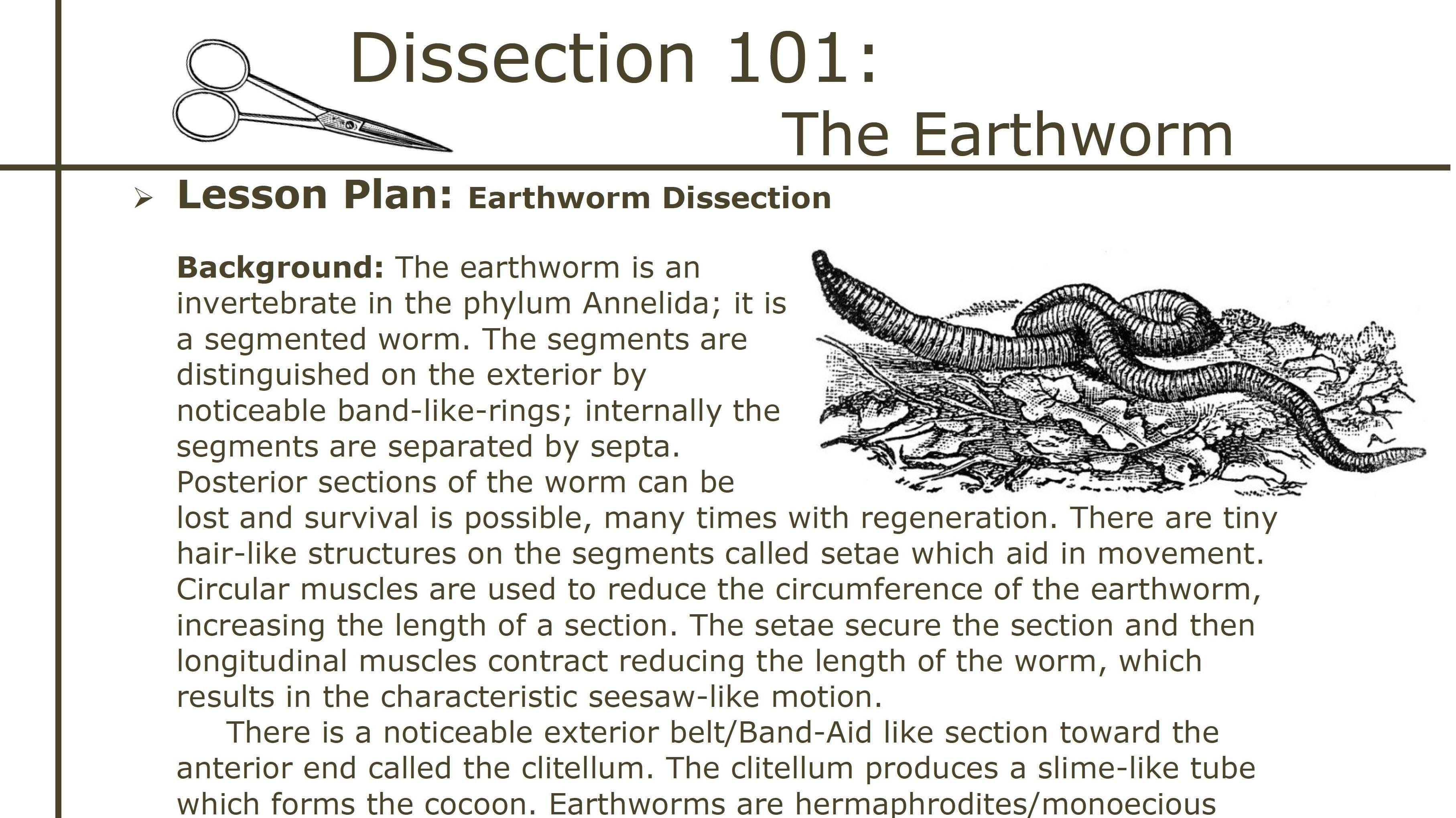  View 42 Earthworm Dissection Worksheet