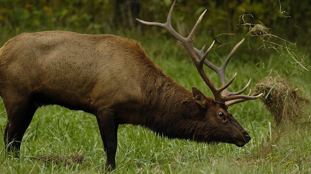 Elk | KET Image Bank | PBS LearningMedia