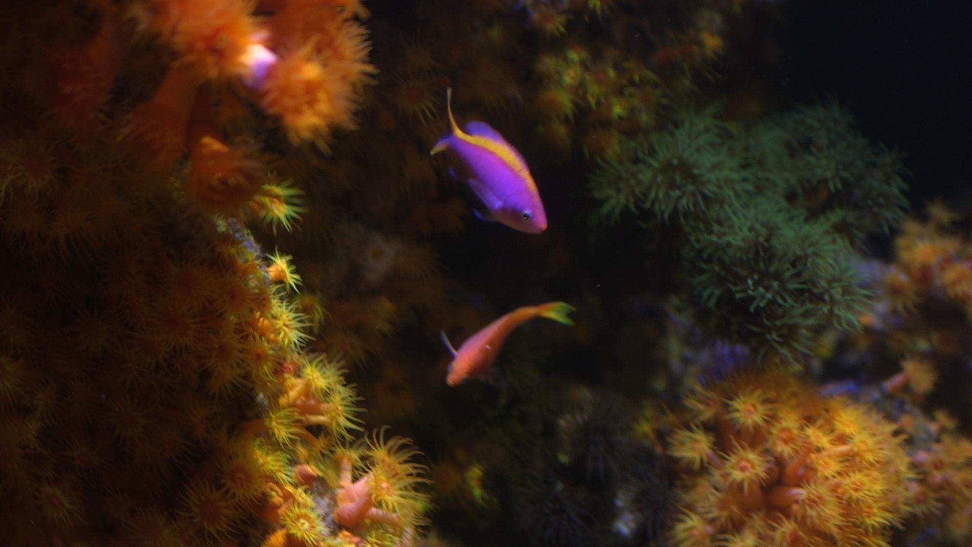 Bringing Fish Up from the Deep | QUEST | PBS LearningMedia