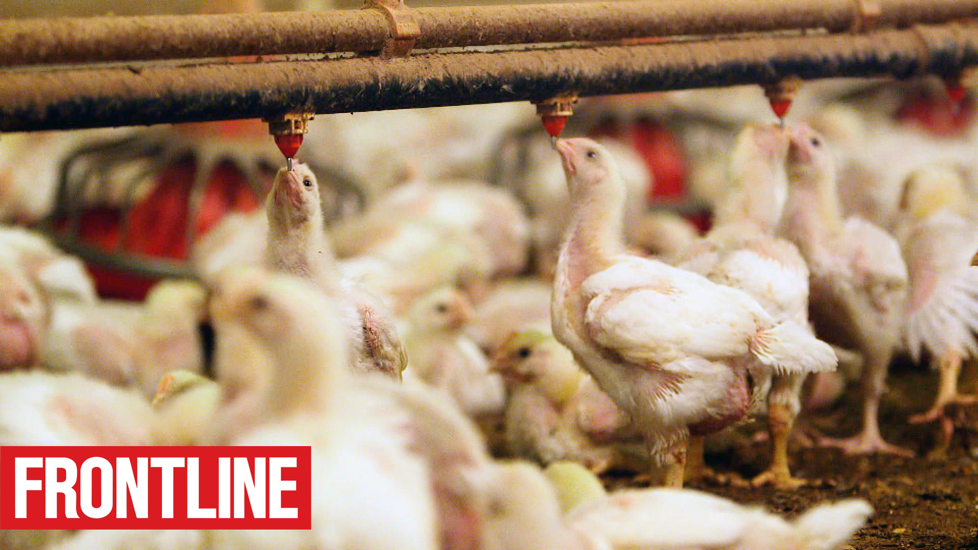 The Trouble with Antibiotics | How Widespread Is Antibiotic Use on ...