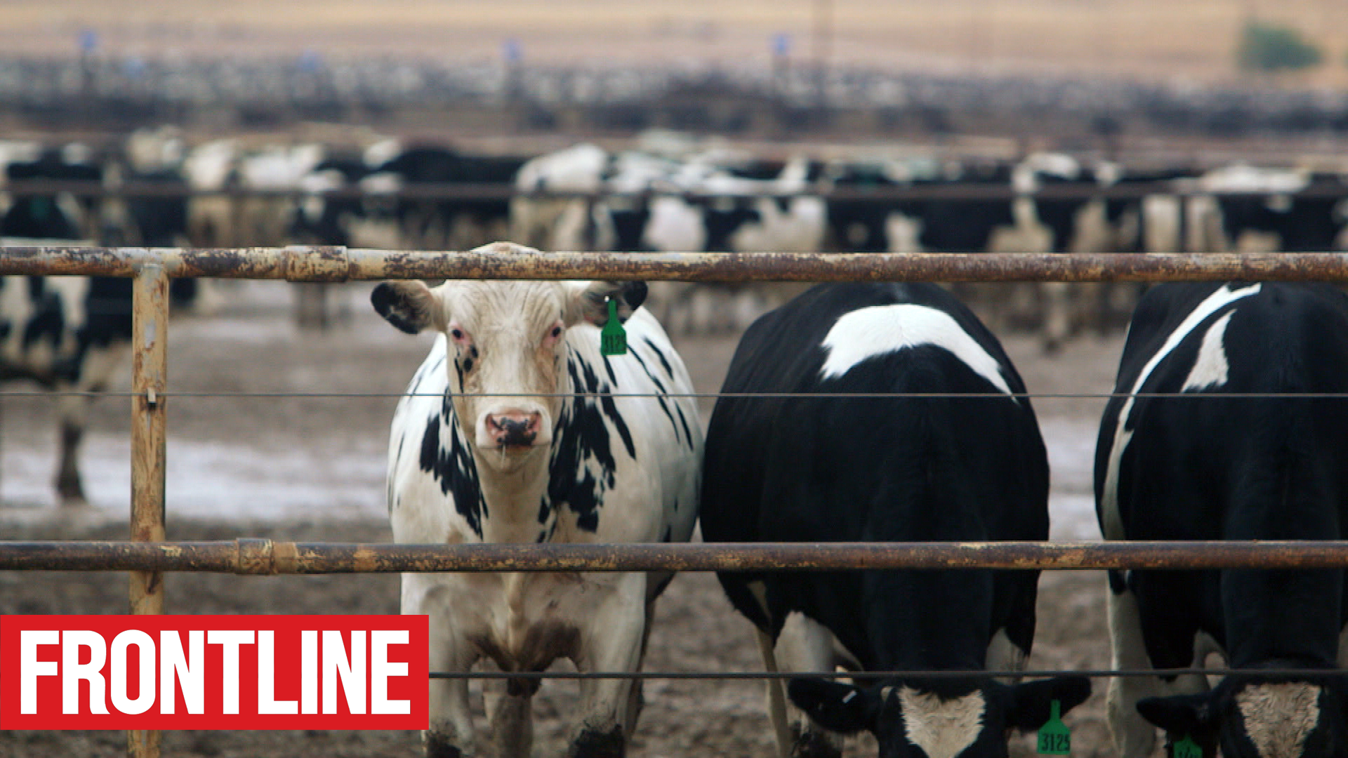 The Trouble with Antibiotics | Impacts of Treatment Strategies on Farms ...