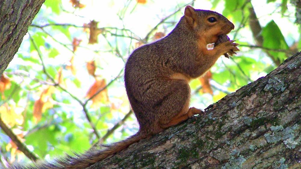 Fox Squirrel | KET Image Bank | PBS LearningMedia