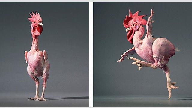 Genetics and Bioengineering | Essential Lens | PBS LearningMedia