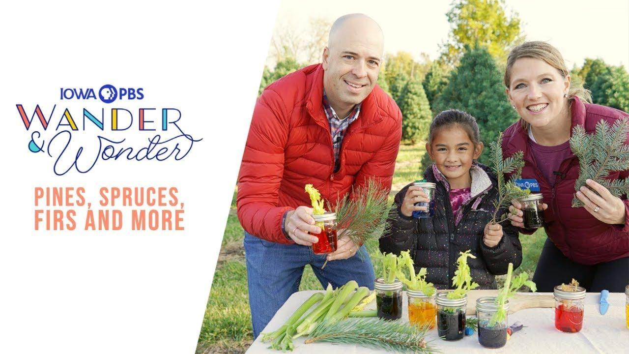 Pines, Spruces and Firs: Wander & Wonder | Young Explorers | PBS ...