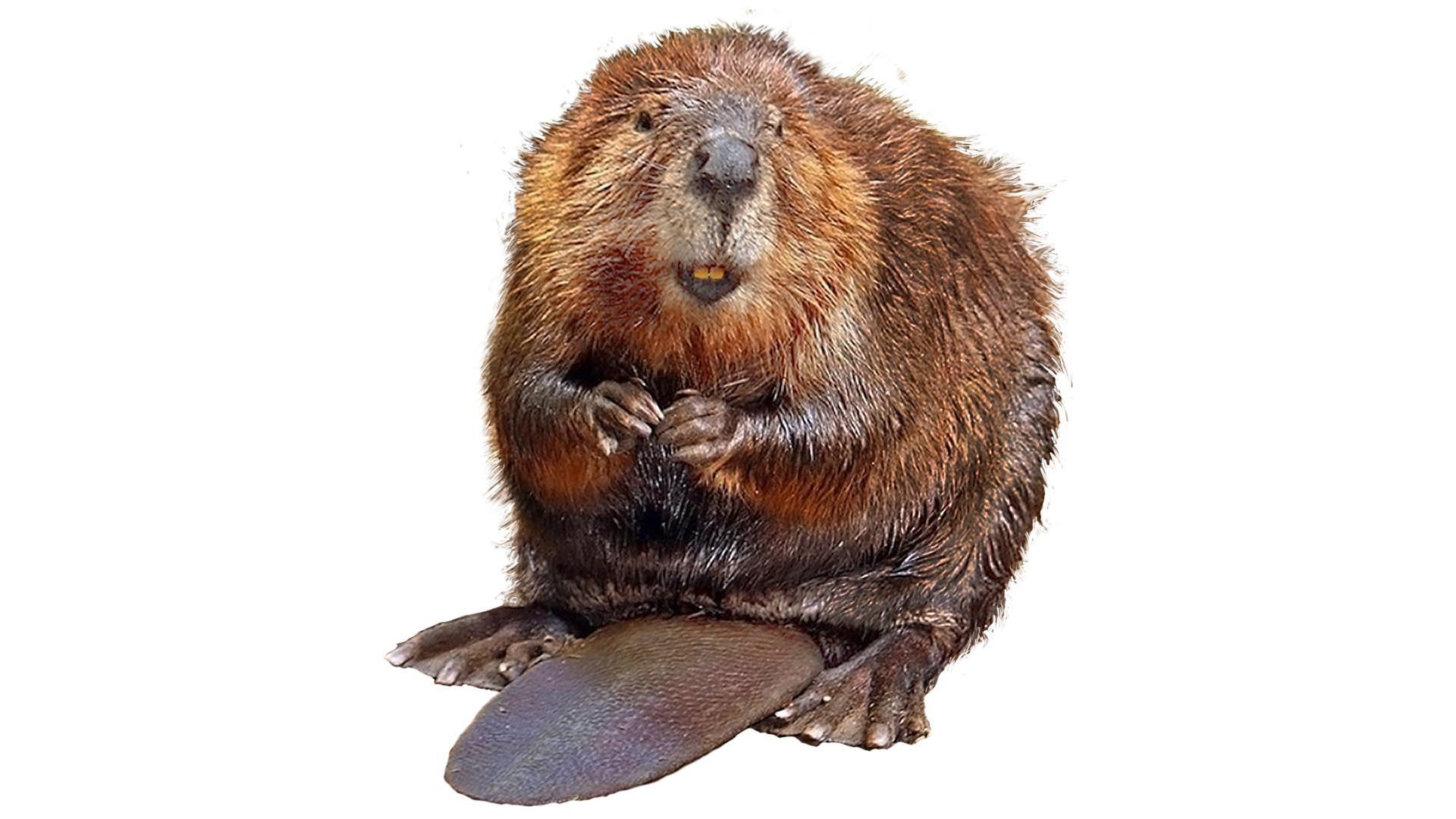 Beavers! | PBS LearningMedia