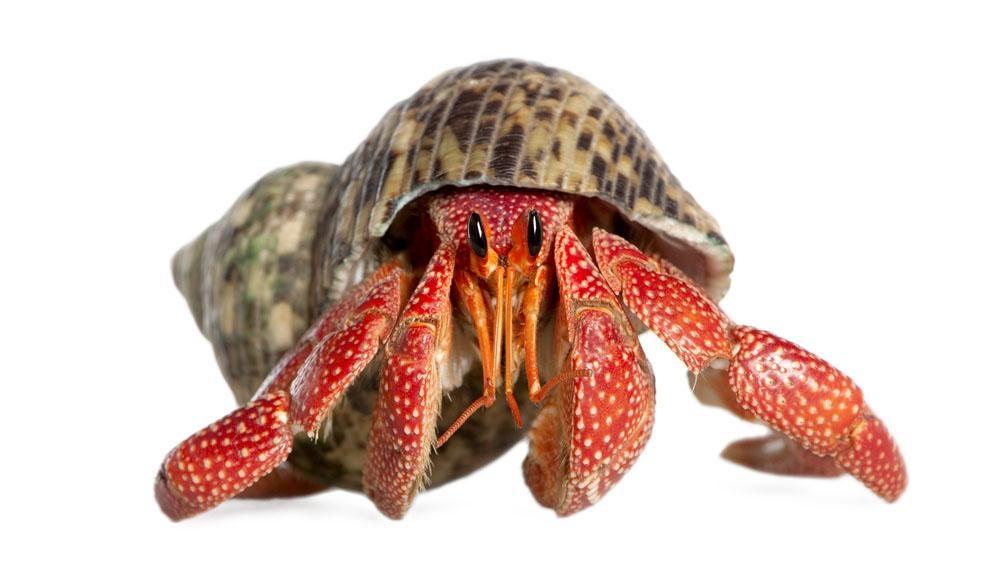 Animal Survivors! | PBS LearningMedia