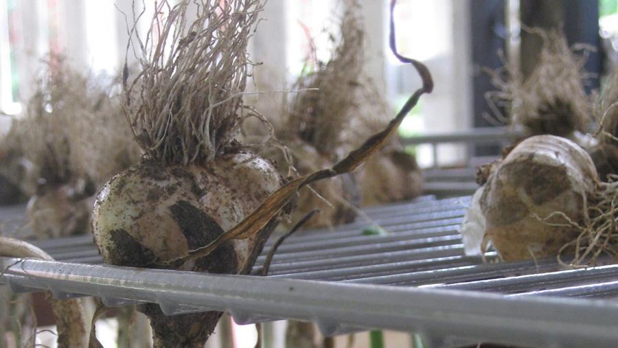 Garlic | KET Image Bank | PBS LearningMedia