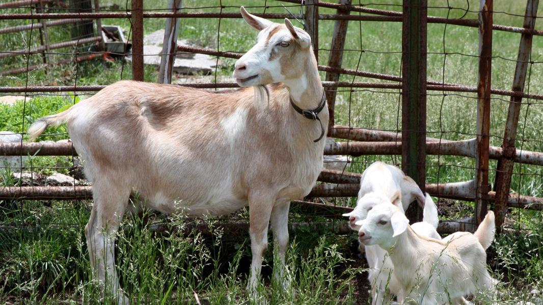 Goat | KET Image Bank | PBS LearningMedia