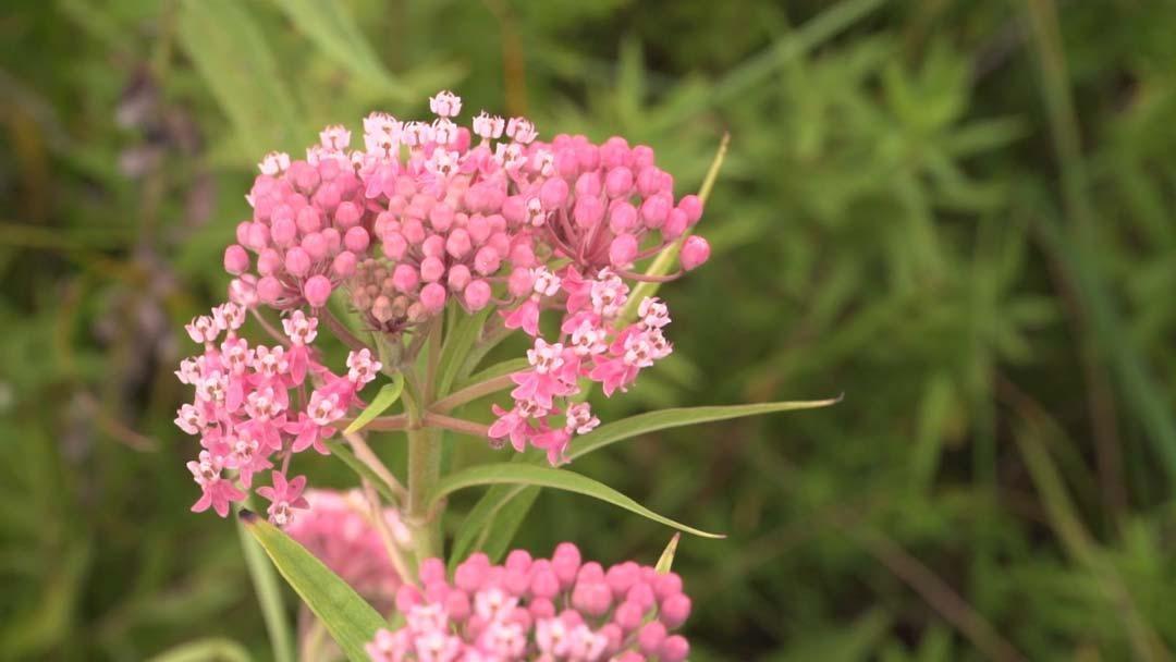 The Unique Pollination System of the Swamp Milkweed | Iowa Land and Sky ...