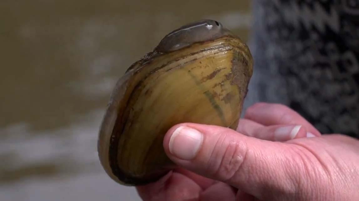 Mussel Reproduction Process | Iowa Land and Sky | PBS LearningMedia