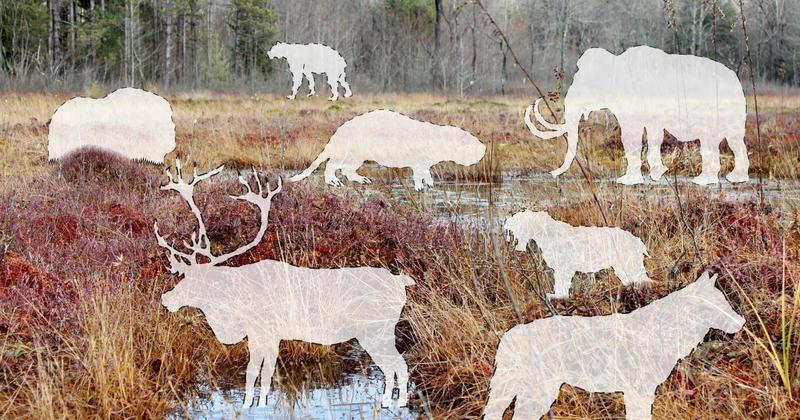 What Was West Virginia like during the Ice Age? | PBS LearningMedia