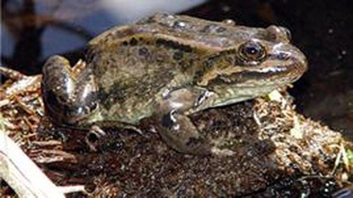 Amphibians | Science Trek | Science | Video | PBS LearningMedia
