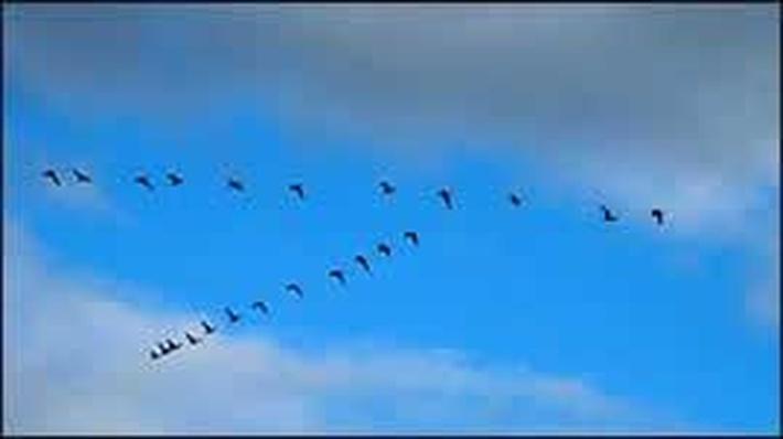Bird Migration | Science Trek | Science | Video | PBS LearningMedia