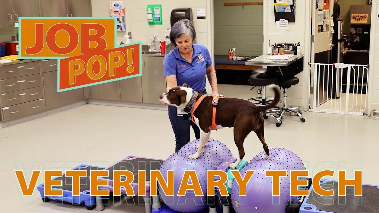 Veterinary Technician | Job Pop! | PBS LearningMedia