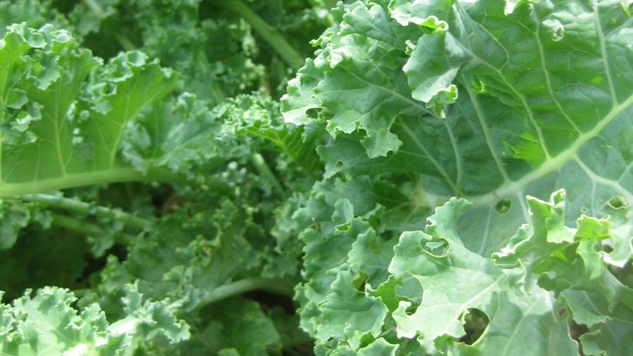 Kale | KET Image Bank | Grades 6-8, 9-12 Science Teaching and Lesson ...