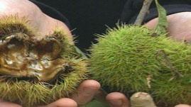 Restoration of the American Chestnut | Kentucky Life | PBS LearningMedia
