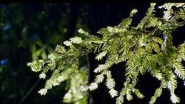 Albino Redwoods: Ghosts of the Forest (Audio Report) | QUEST | PBS ...
