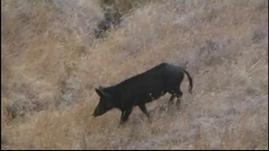 Hog Wild | QUEST | Grades 6-8, 9-12 Science Teaching and Lesson Resources