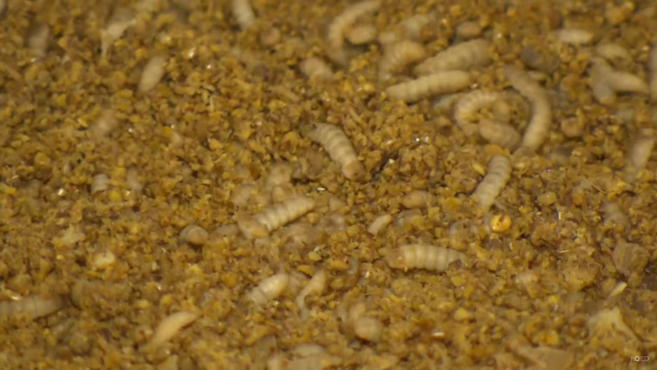 Let Them Eat Flies | PBS LearningMedia