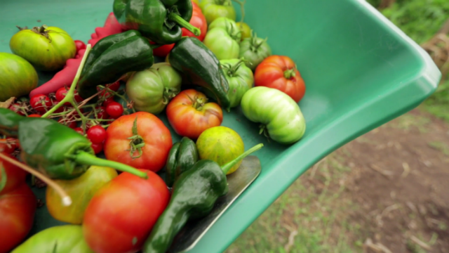 The Local Tomato: Video | Nature Works Everywhere | PBS LearningMedia