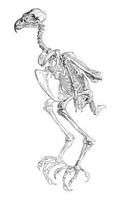 Skeleton of a Hawk | Clipart | The Arts | Image | PBS LearningMedia