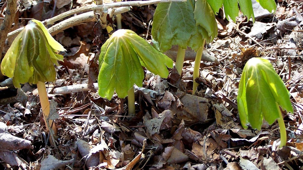 Mayapple | KET Image Bank | PBS LearningMedia