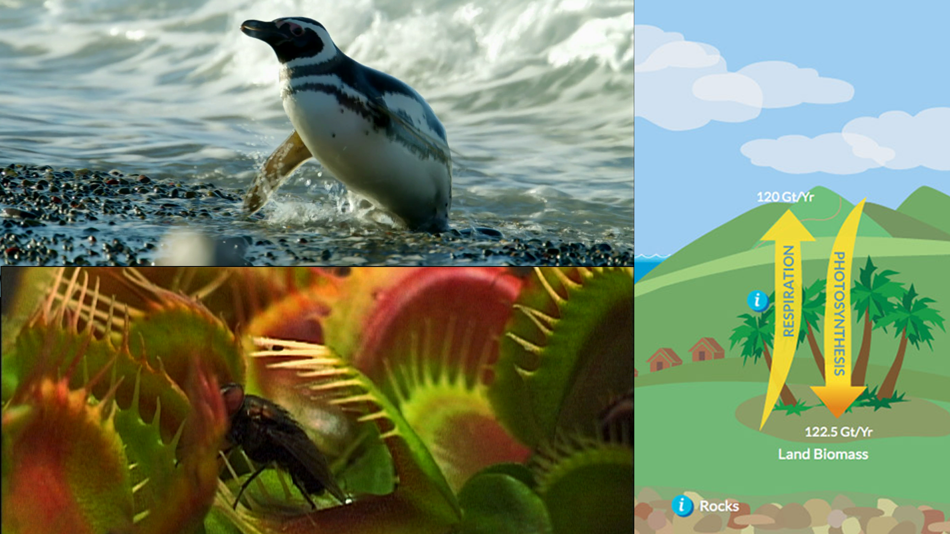 Using Media to Teach Energy and Matter in Ecosystems: A STEM ...