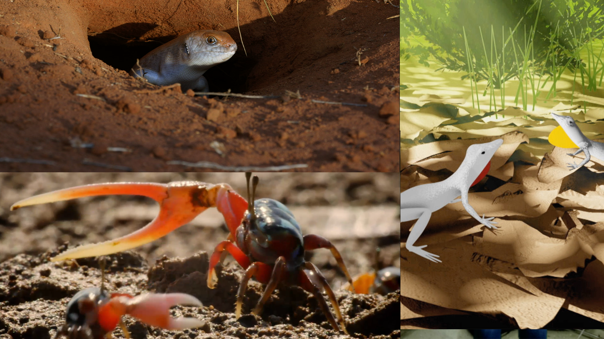 Using Media to Teach Evolution: A STEM Professional Development Module ...