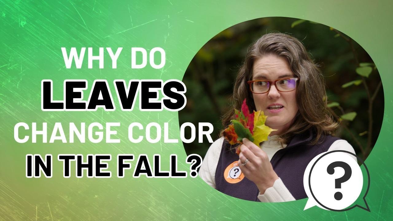 September Leaves | But Why Adventures! Northeast Nature | PBS LearningMedia